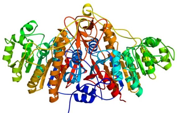 Alkaline Phosphatase چیست؟ همه چیز درباره تست ALP - سالم زیبا